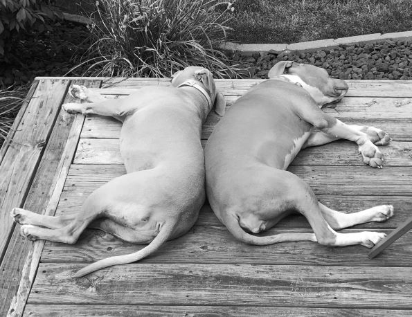 The Healing Power of Taking a Break - PLANNING WITH POOCHES